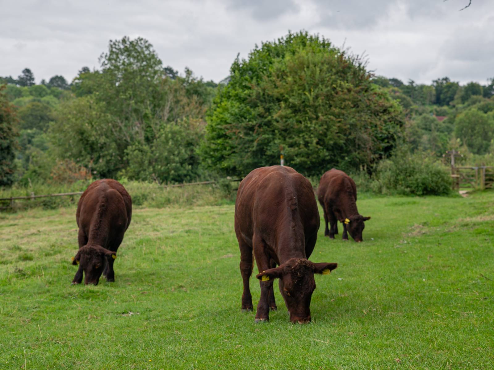 Rotational Grazing Basics – Videos – Mother Earth News